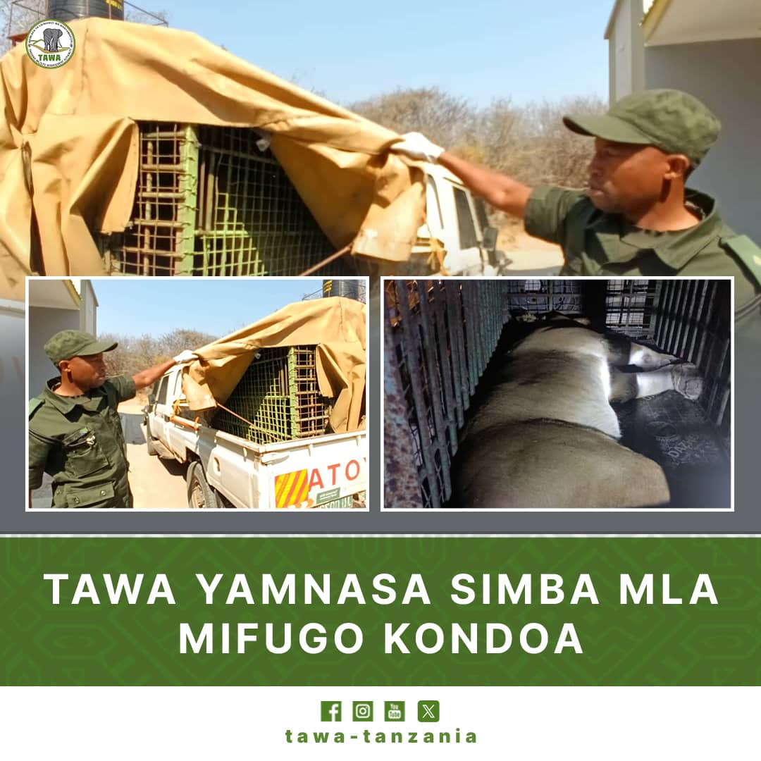 TAWA | TAWA YAMNASA SIMBA MLA MIFUGO KONDOA.