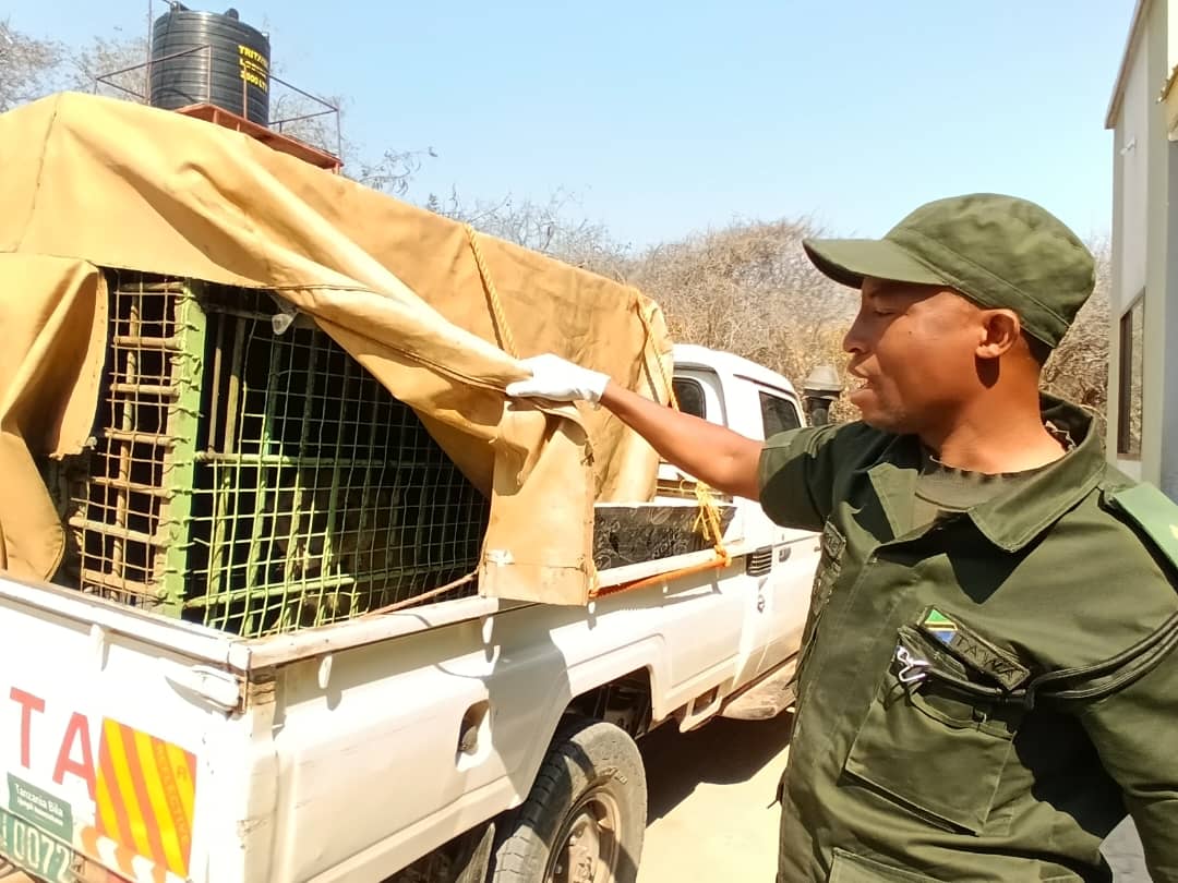 TAWA | TAWA YAMNASA SIMBA MLA MIFUGO KONDOA.